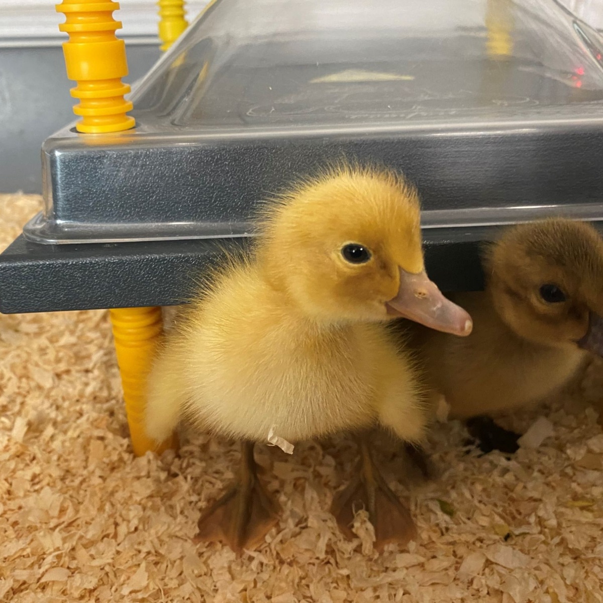 Broke Hall Primary School - Year 1 Duckings